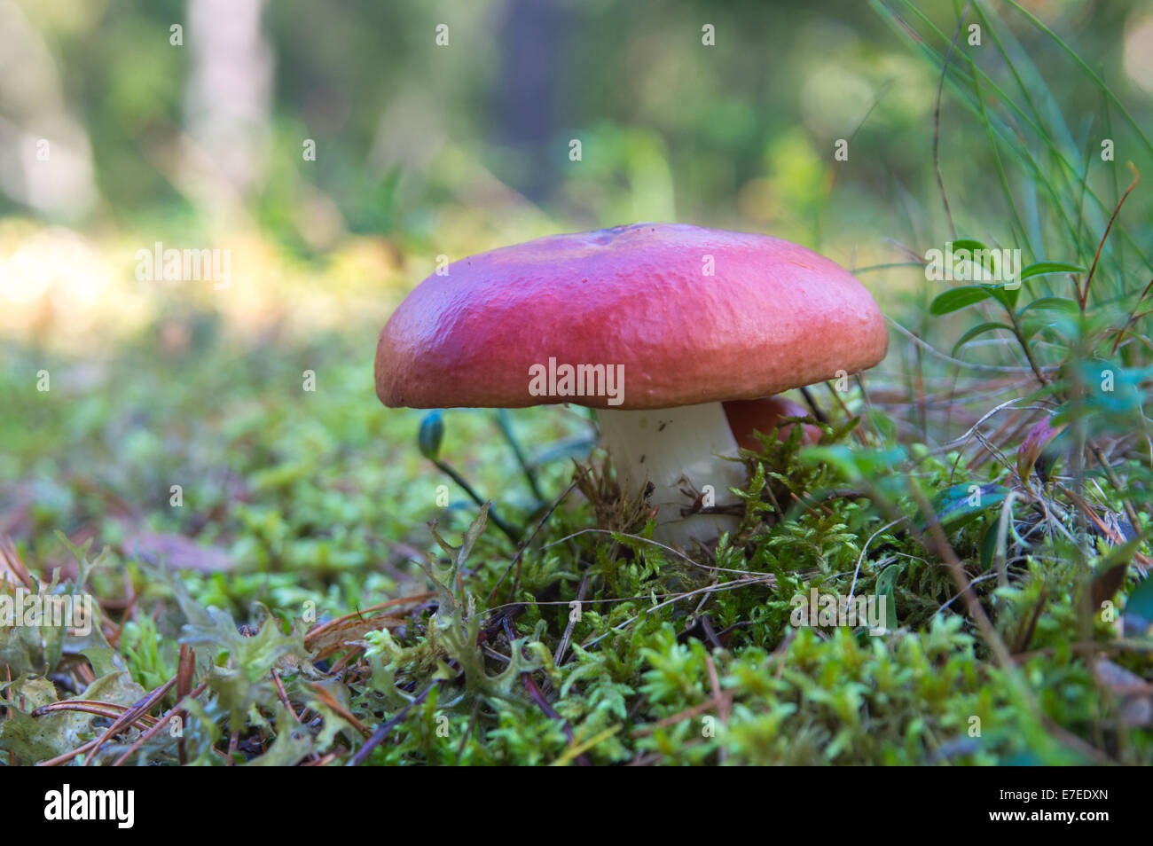 One Russula integra Mushroom in Finnish forest Stock Photo - Alamy