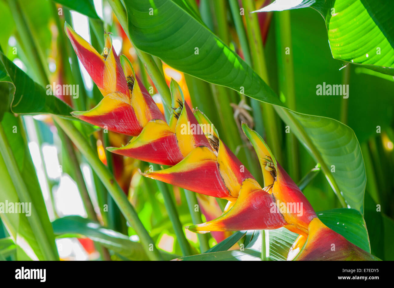 colorful flowers in the rainforest Stock Photo - Alamy