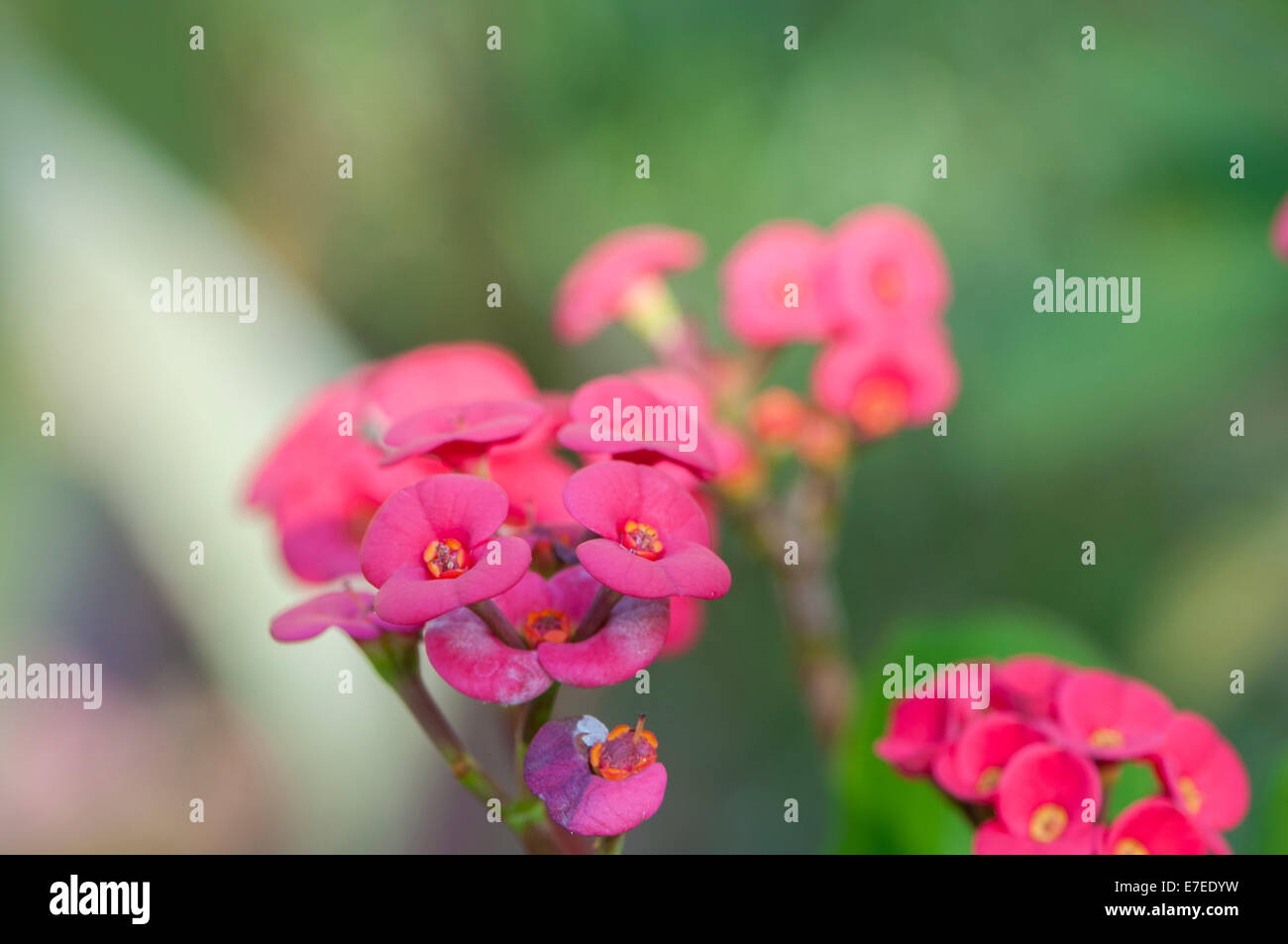 colorful flowers in the rainforest Stock Photo - Alamy