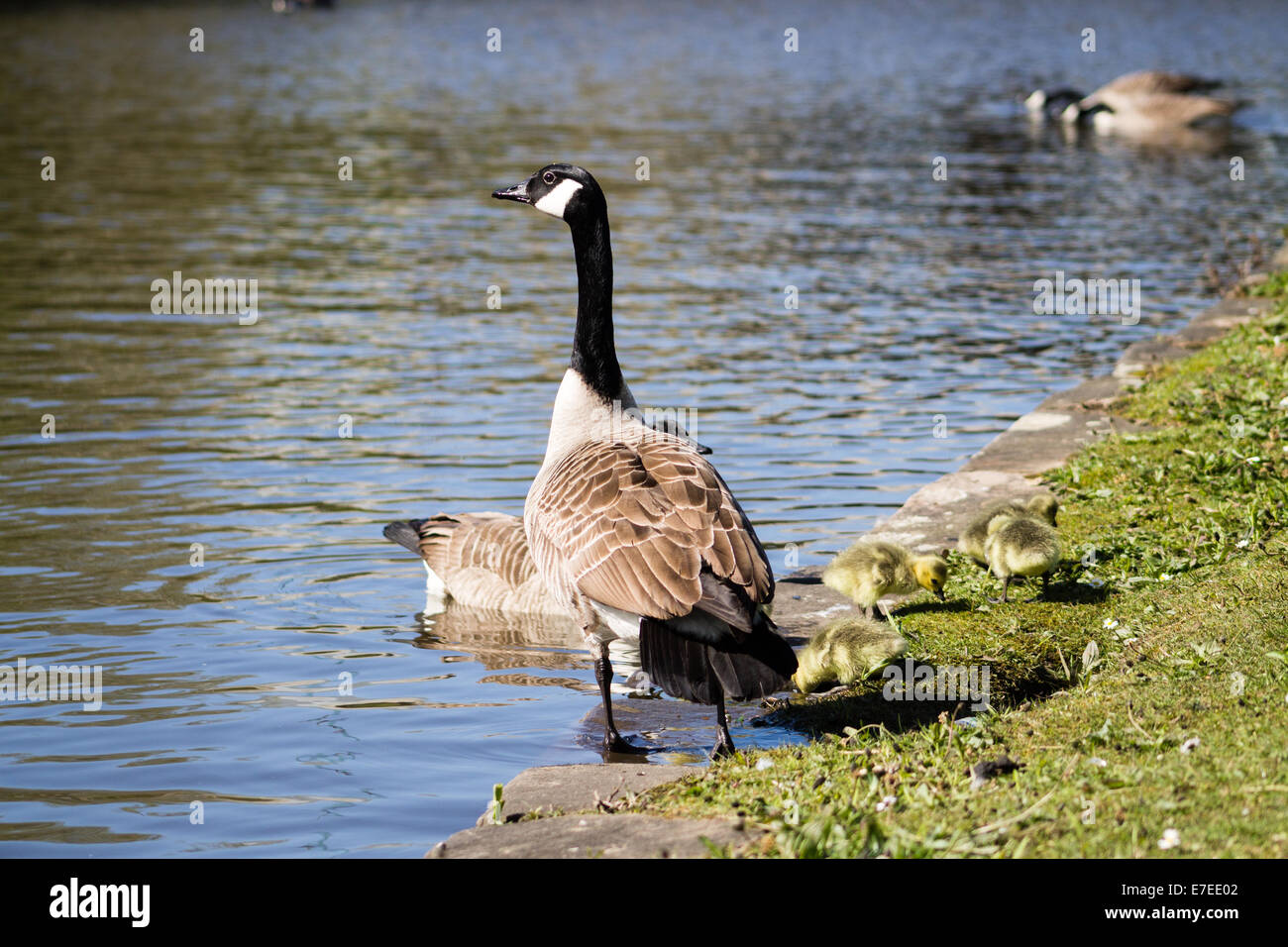 Wild Canada Goose with gosling Stock Photo - Alamy