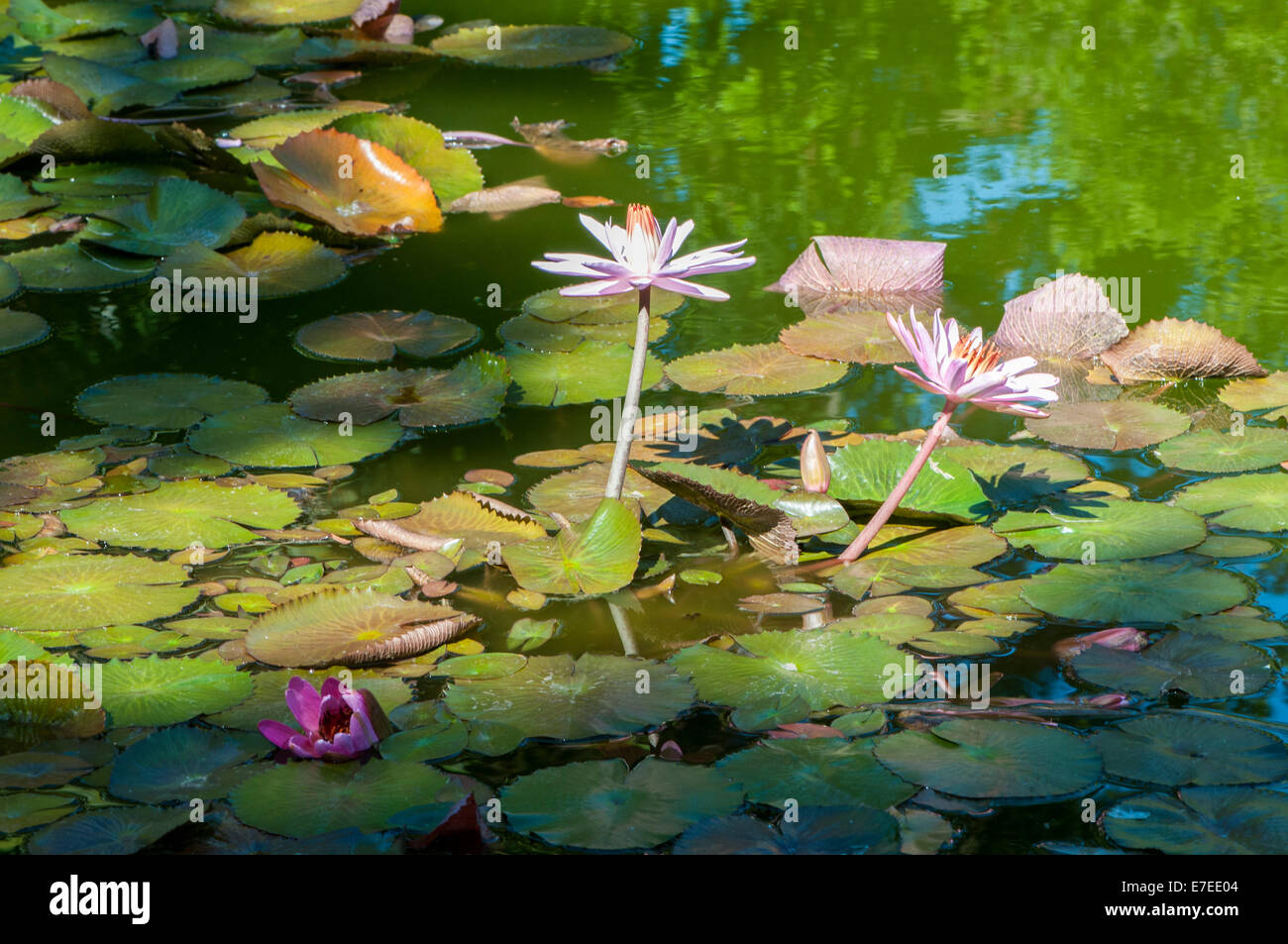 colorful flowers in the rainforest Stock Photo - Alamy