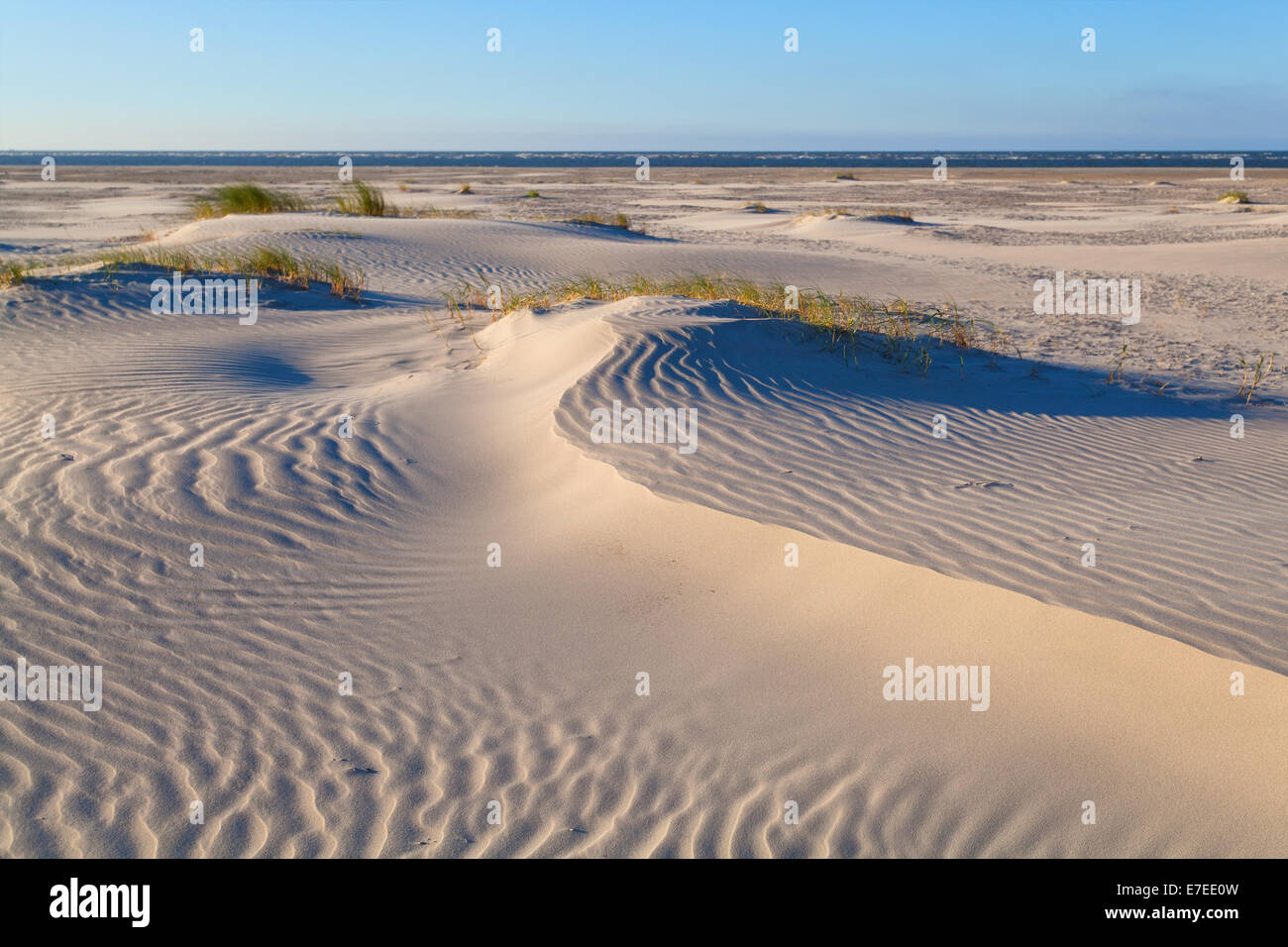 sand dunes on Dutch sea coast, Schiermonnikoog, Nethelands Stock Photo ...