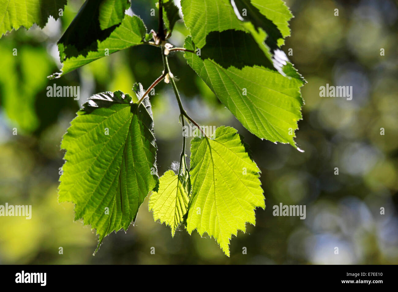 Linden tree hi-res stock photography and images - Alamy