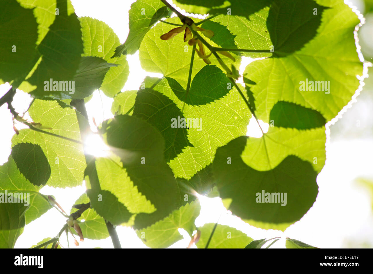 Linden tree hi-res stock photography and images - Alamy