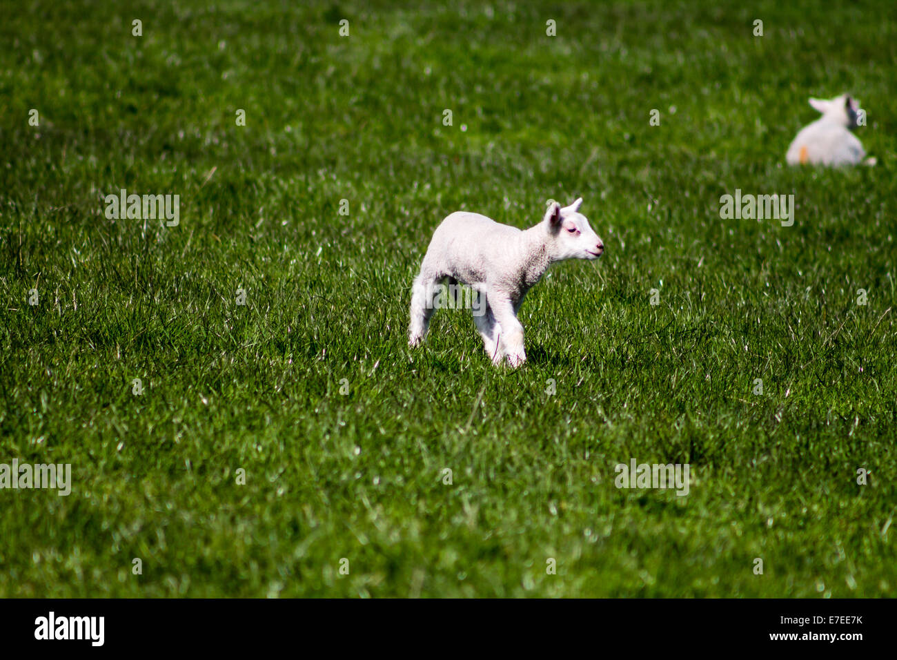 Young Lamb walking in Yorkshire Dales, England Stock Photo - Alamy
