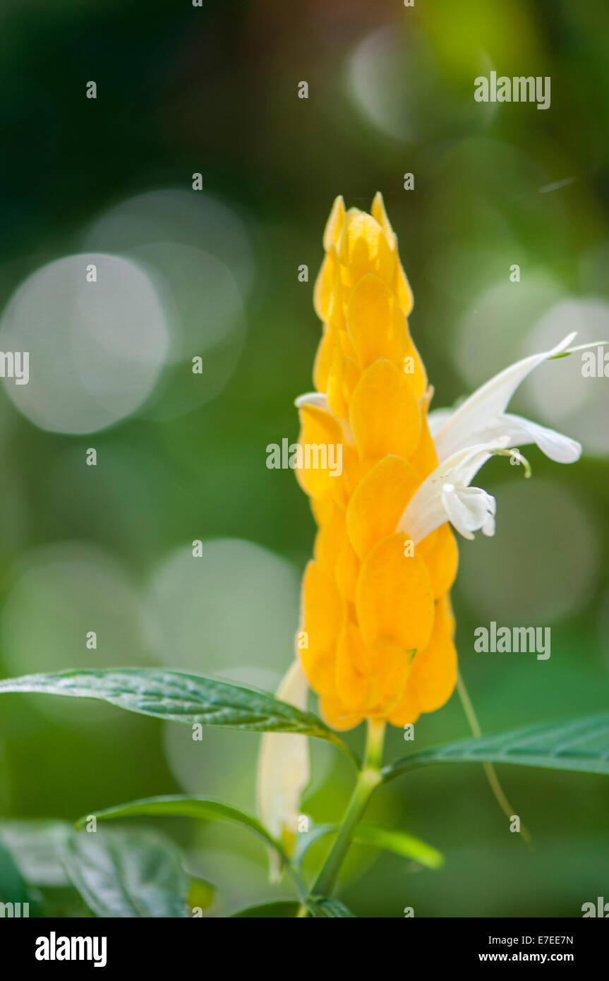 colorful flowers in the rainforest Stock Photo - Alamy