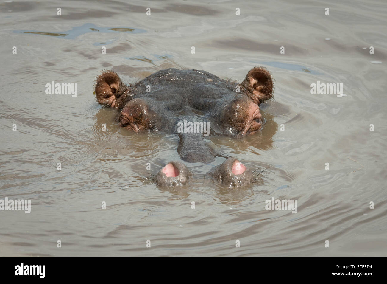 Head shot of hippo in water Stock Photo - Alamy