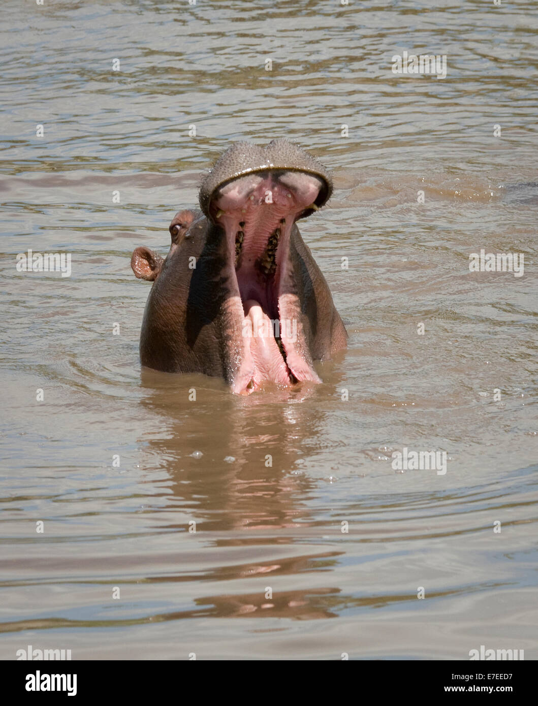 Hippo mouth open hi-res stock photography and images - Alamy