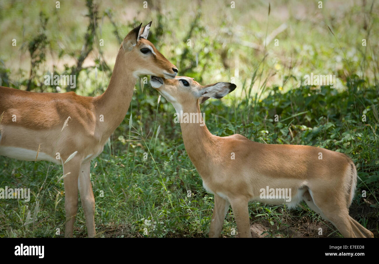 Female impala with young one-close up Stock Photo - Alamy