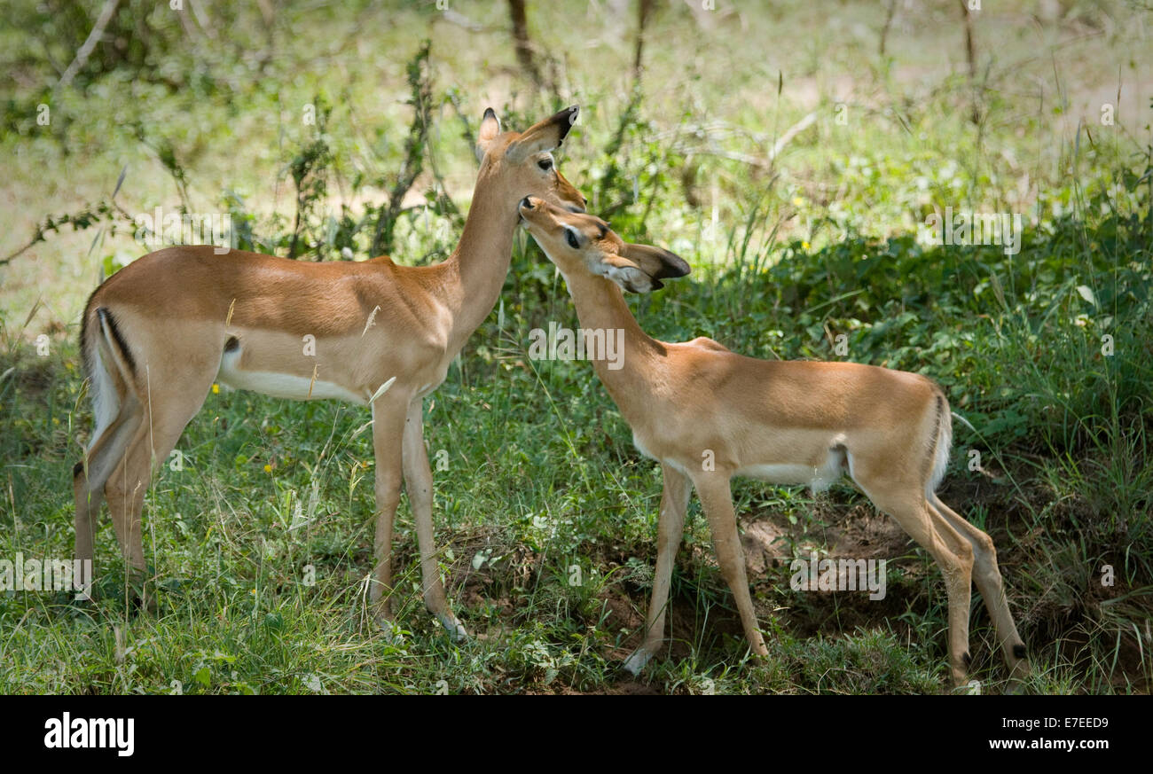 Female impala with young one Stock Photo - Alamy