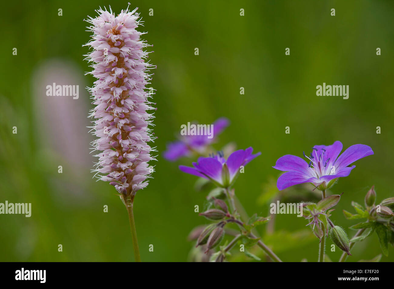 Common bistort (Persicaria bistorta) in flower Stock Photo - Alamy