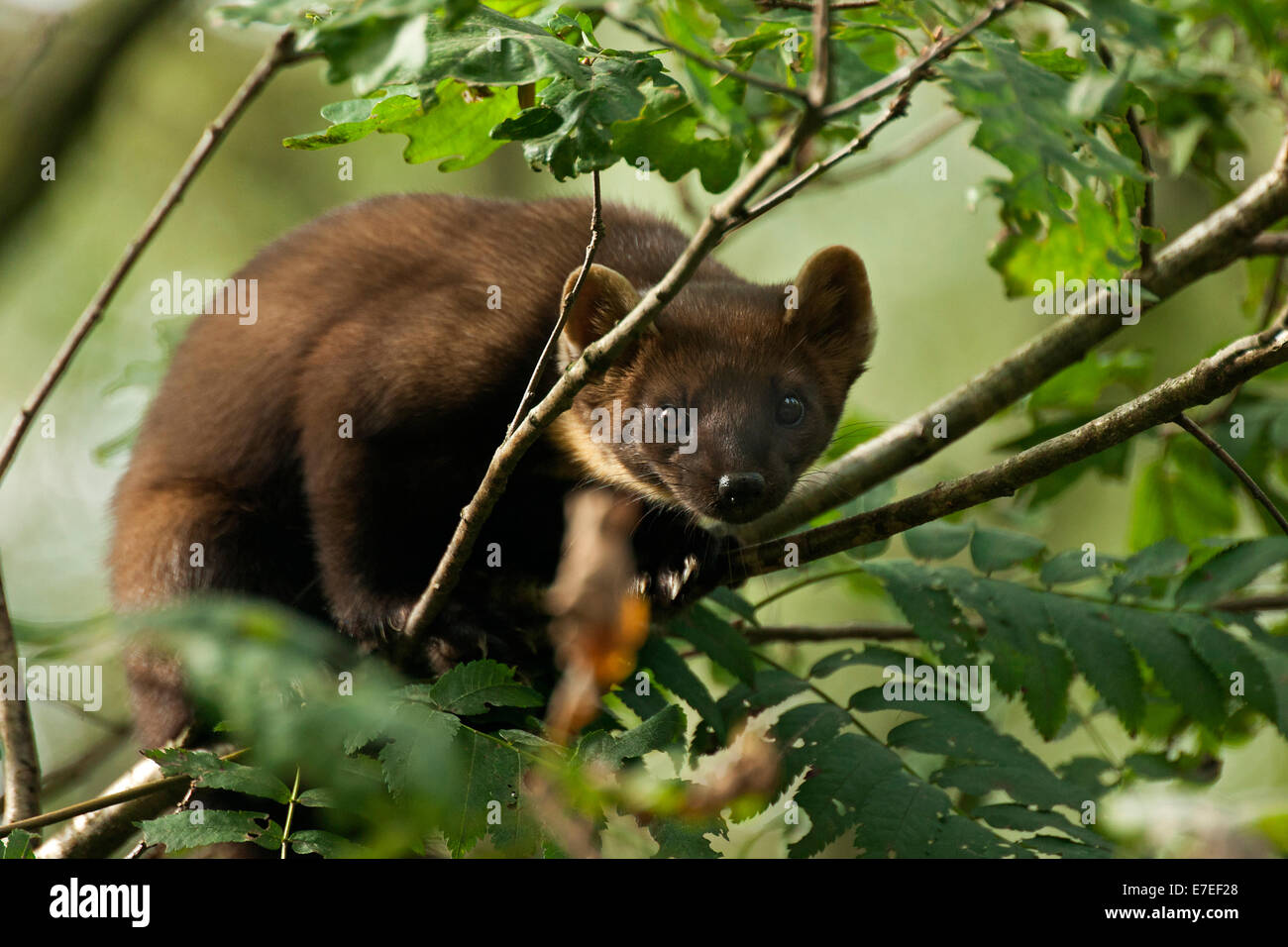 Marten hunting tree hi-res stock photography and images - Alamy