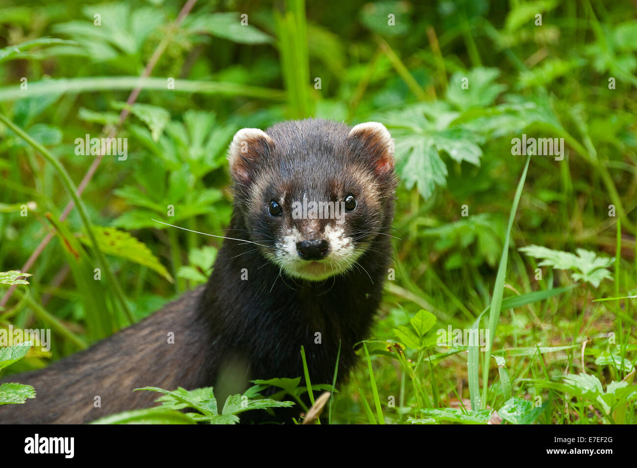 Close up of European polecat (Mustela putorius) hunting in grassland ...