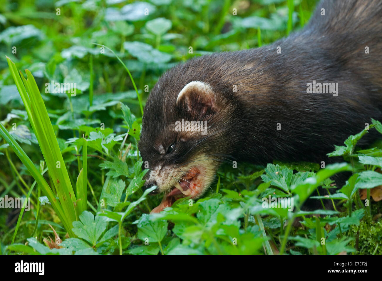 Polecat eating hi-res stock photography and images - Alamy