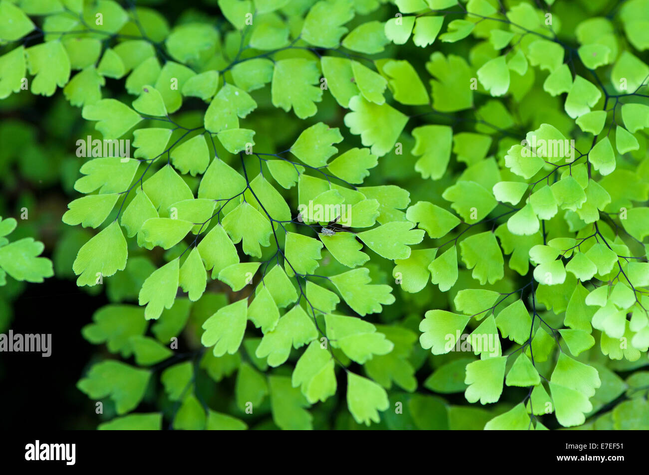 Green leaves of a plant with triangular Stock Photo - Alamy