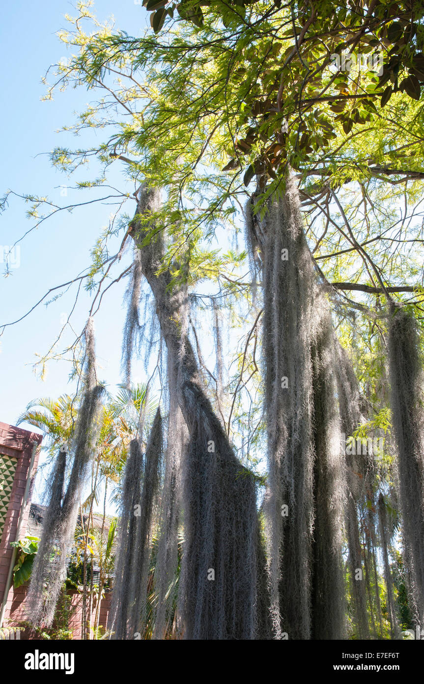 Old tall trees big roots hi-res stock photography and images - Alamy