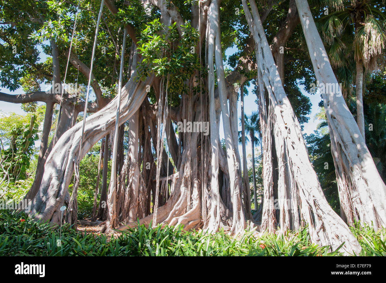 tall trees with big roots in the jungle Stock Photo - Alamy