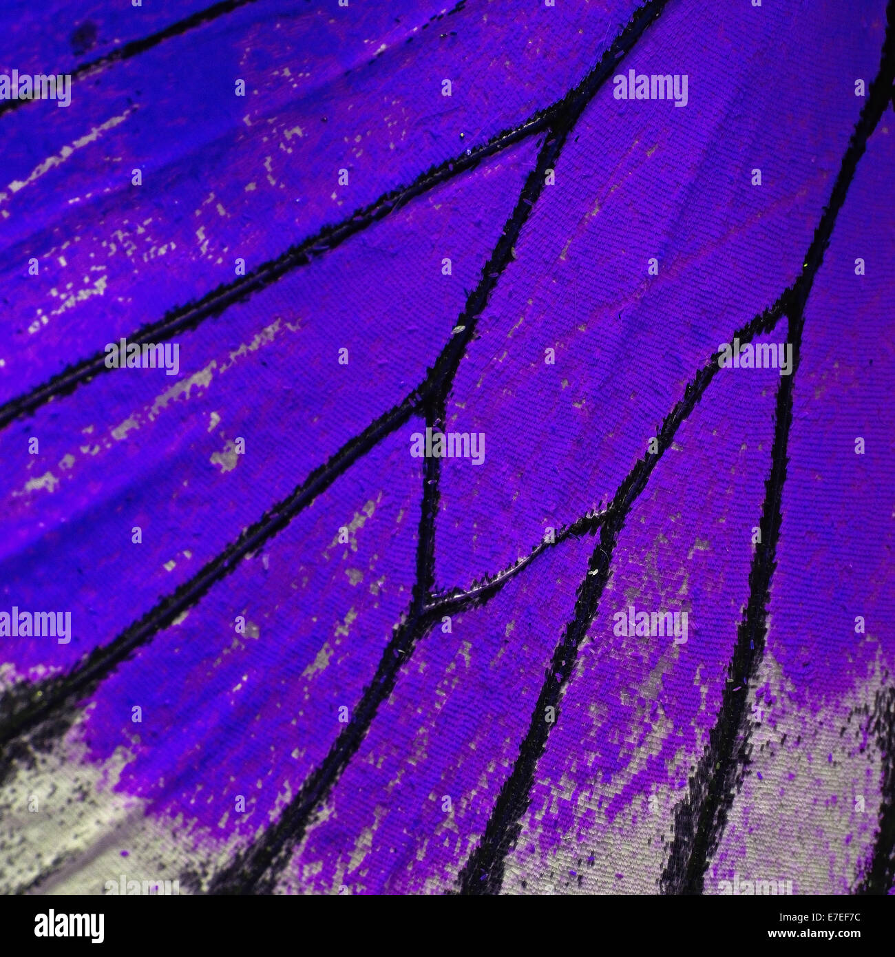 Butterfly Wings Close Up