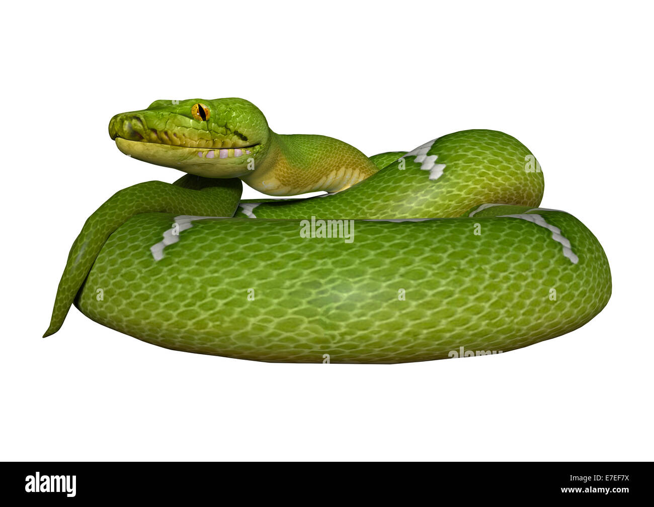 3D digital render of a green python isolated on white background Stock ...