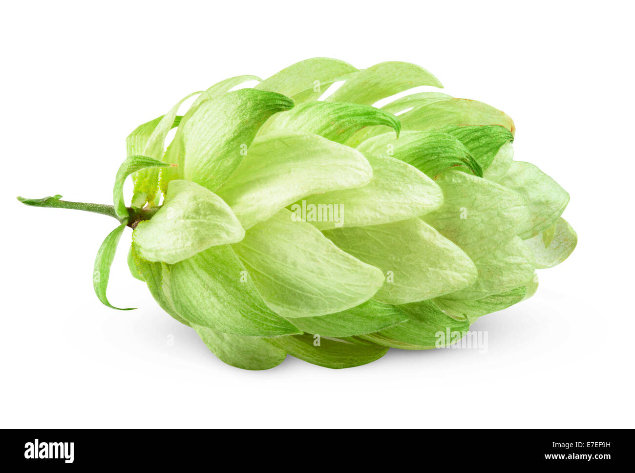 hops on a white background. Clipping Path Stock Photo - Alamy