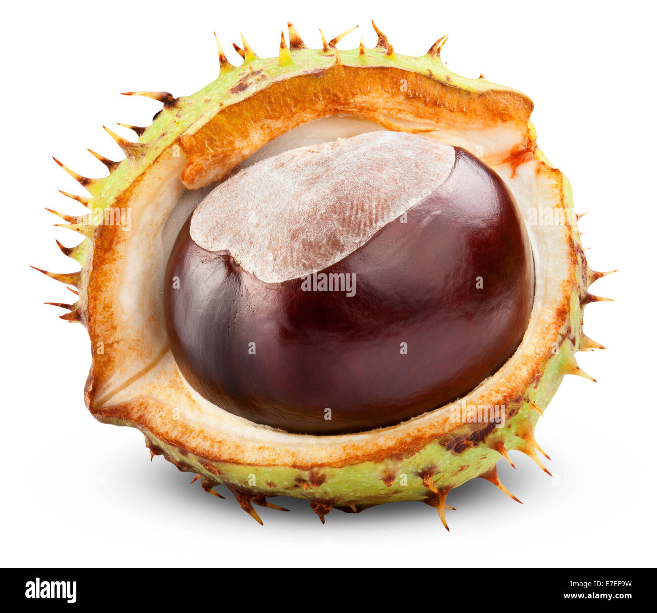 chestnut with crust on a white background. Clipping Path Stock Photo ...