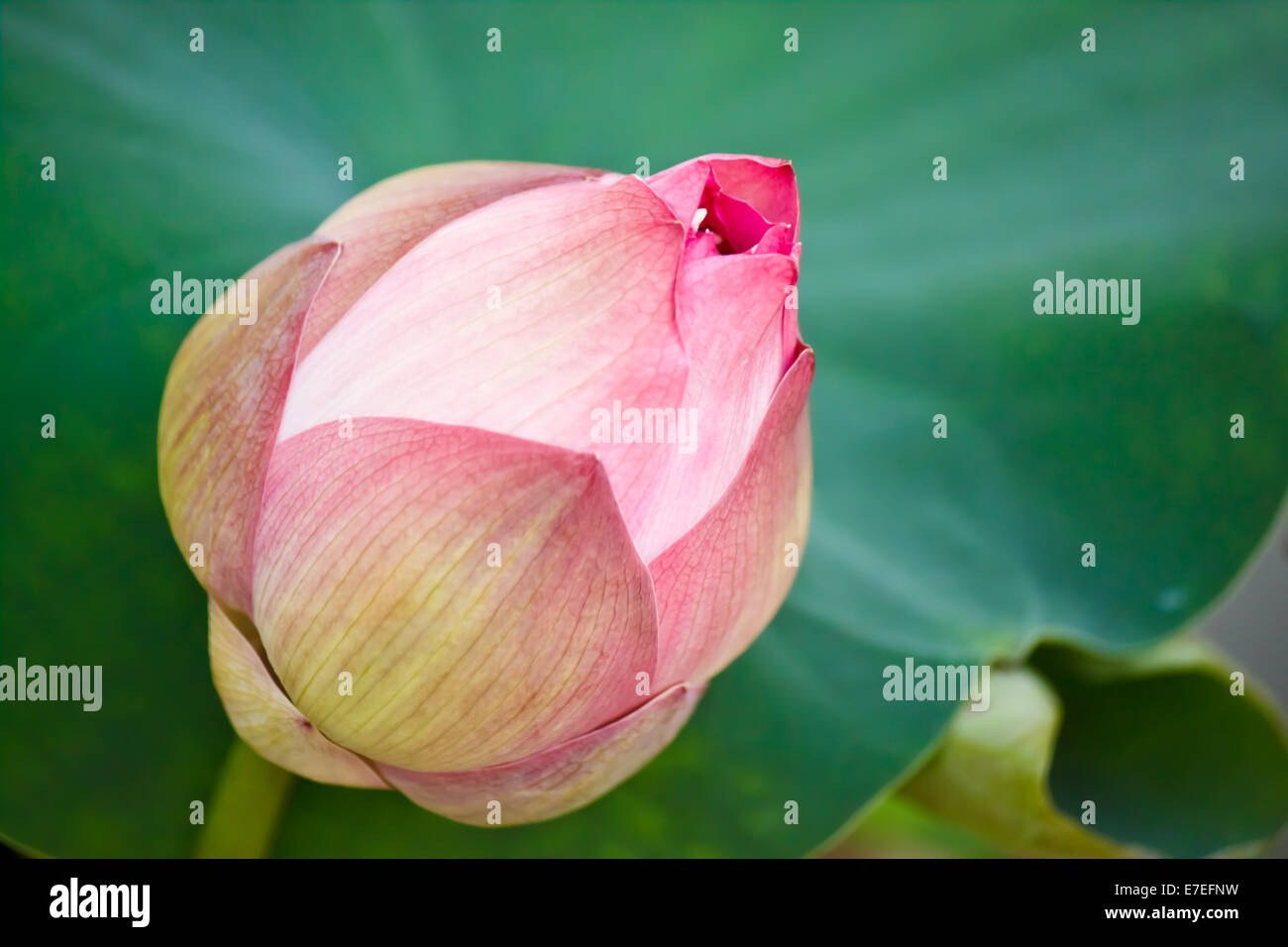 lovely of lotus Stock Photo - Alamy