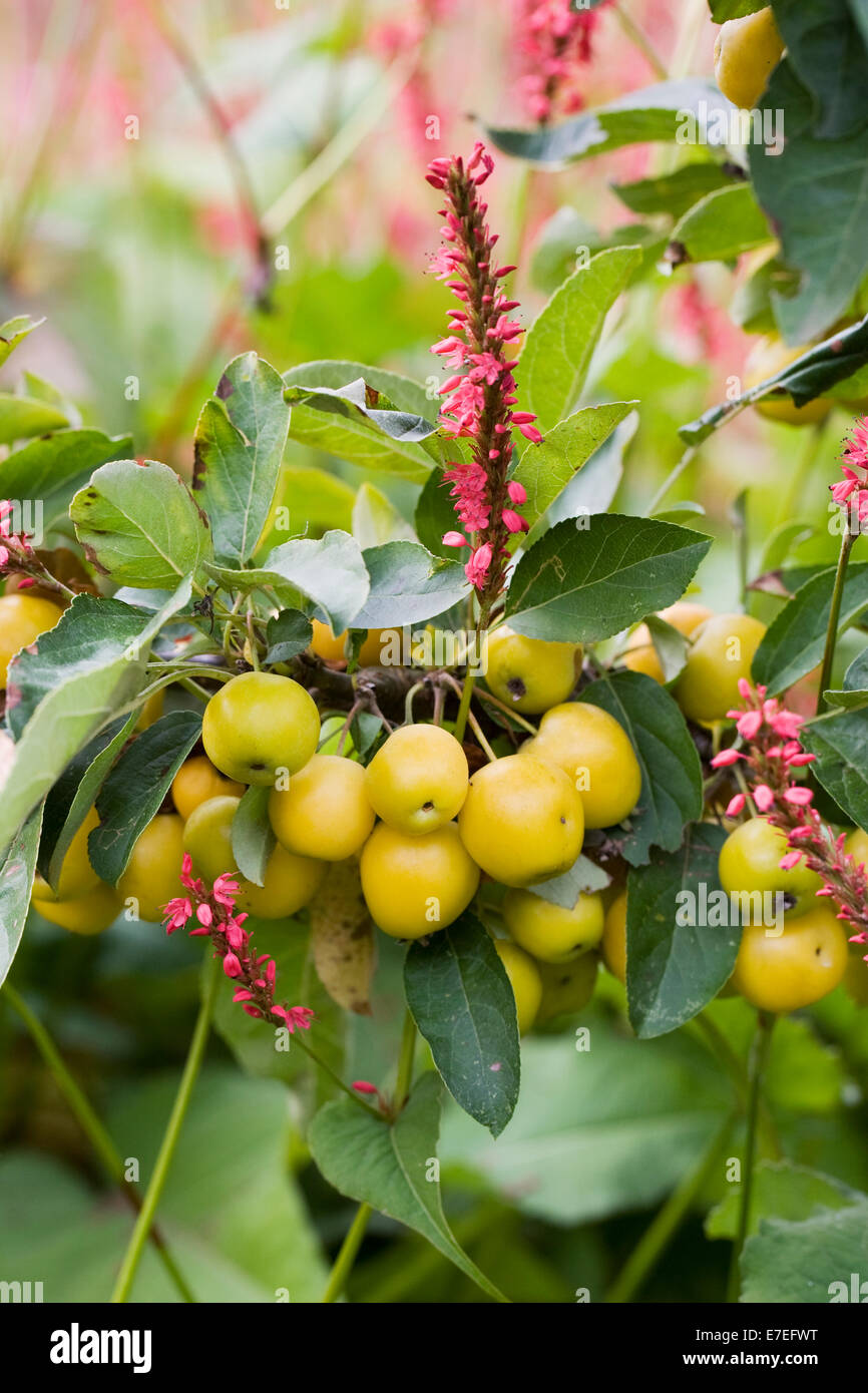 Malus golden hornet fruit hi-res stock photography and images - Alamy