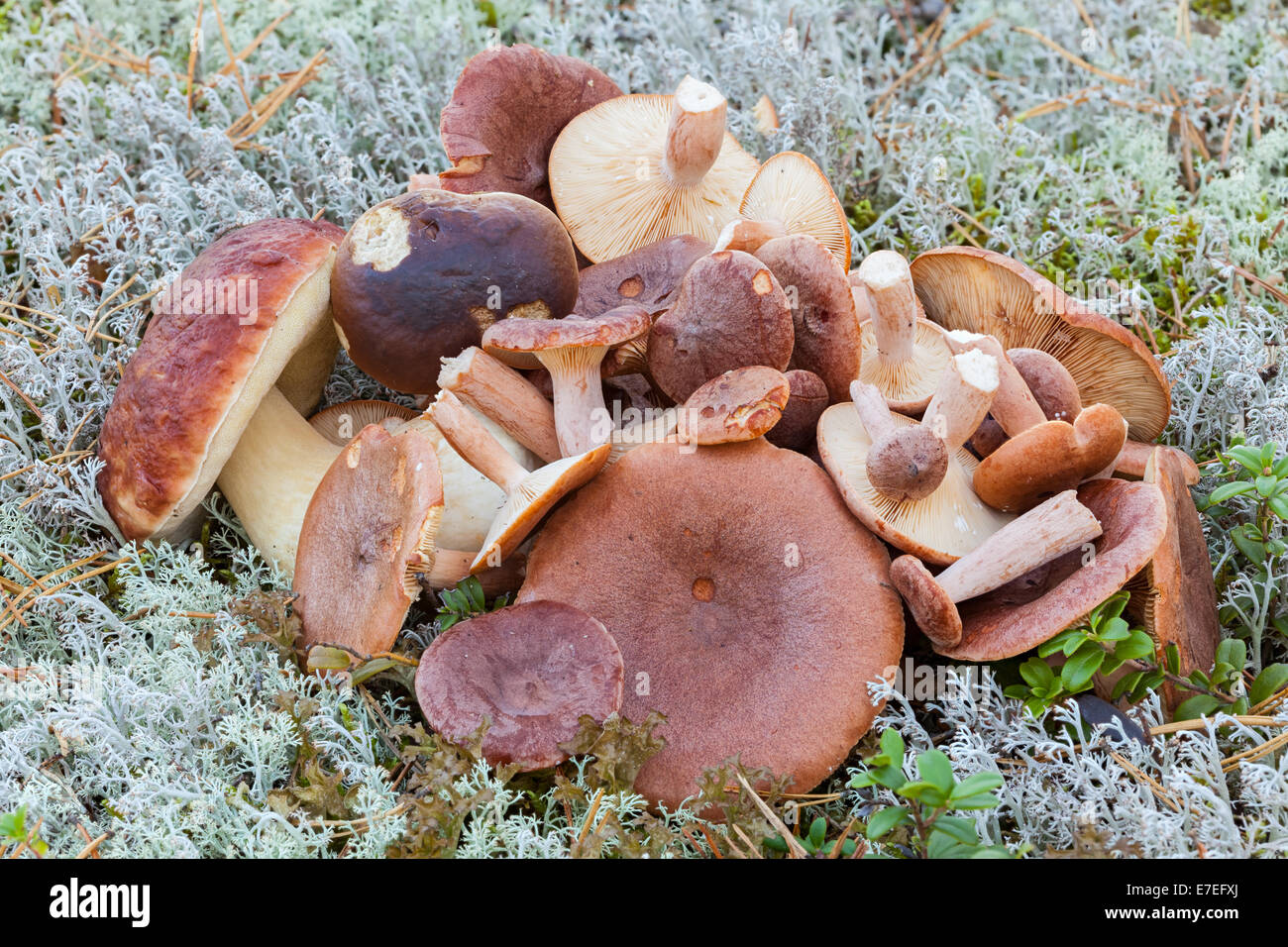 Lactarius rufus rufous milkcap hi-res stock photography and images - Alamy