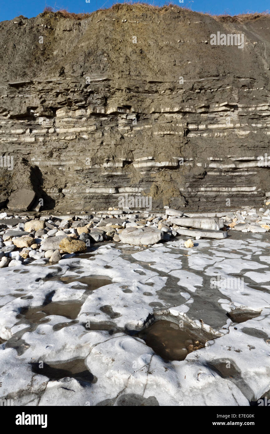 Ammonite fossils hi-res stock photography and images - Alamy