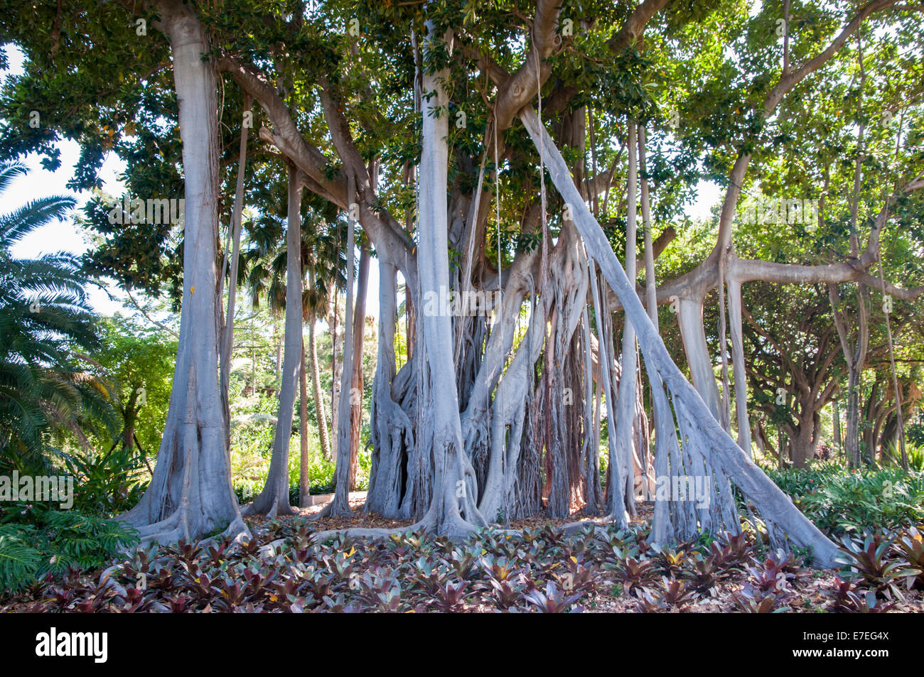 tall trees with big roots in the jungle Stock Photo - Alamy