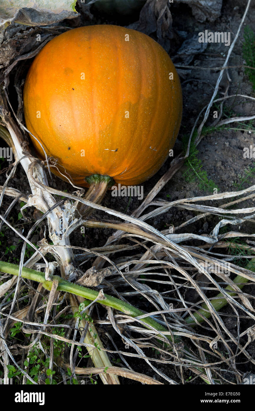 Cucurbita pepo. Pumpkin in a vegetable garden in England Stock Photo ...