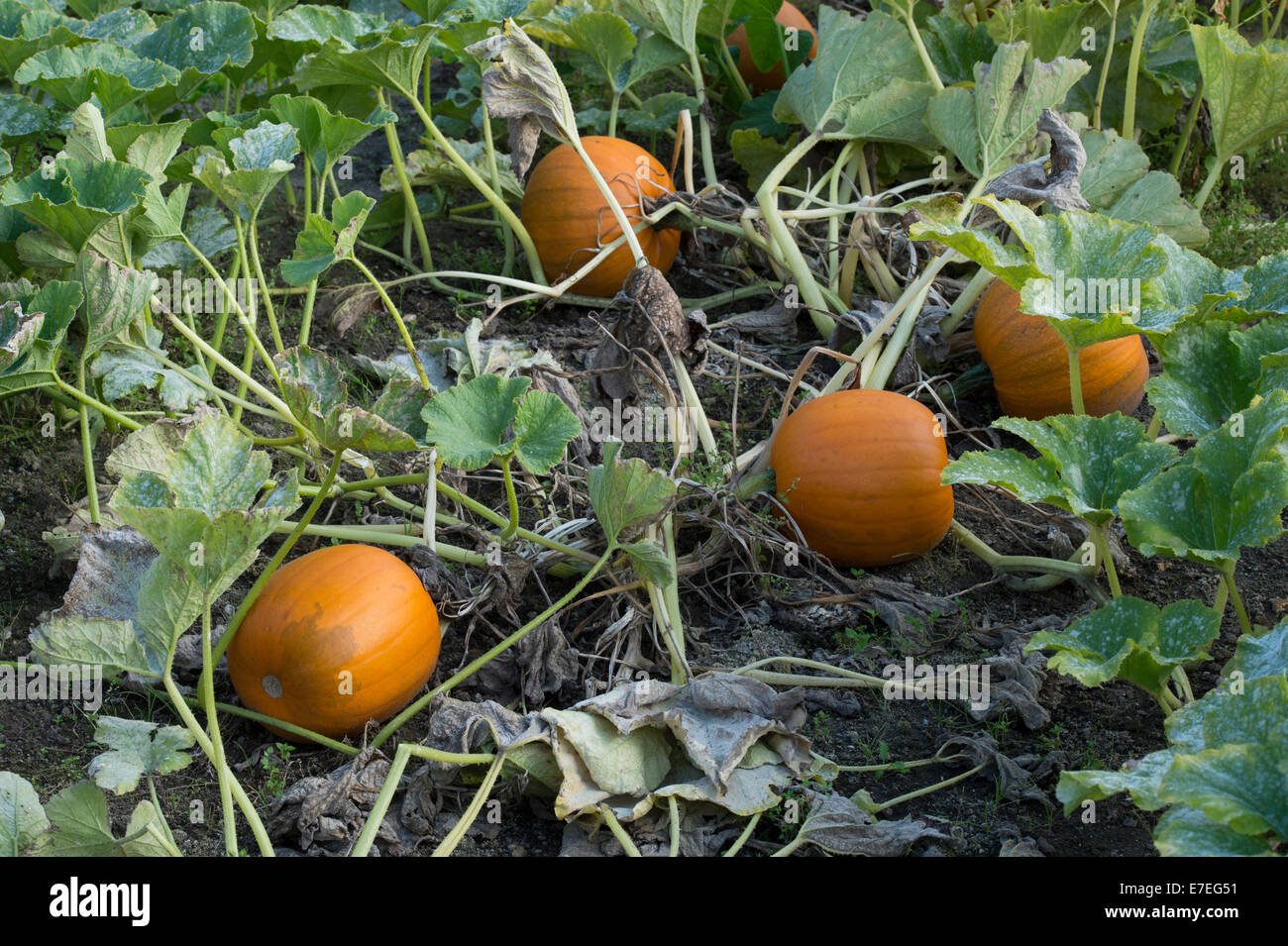 Cucurbita pepo. Pumpkins in a vegetable garden in England Stock Photo ...