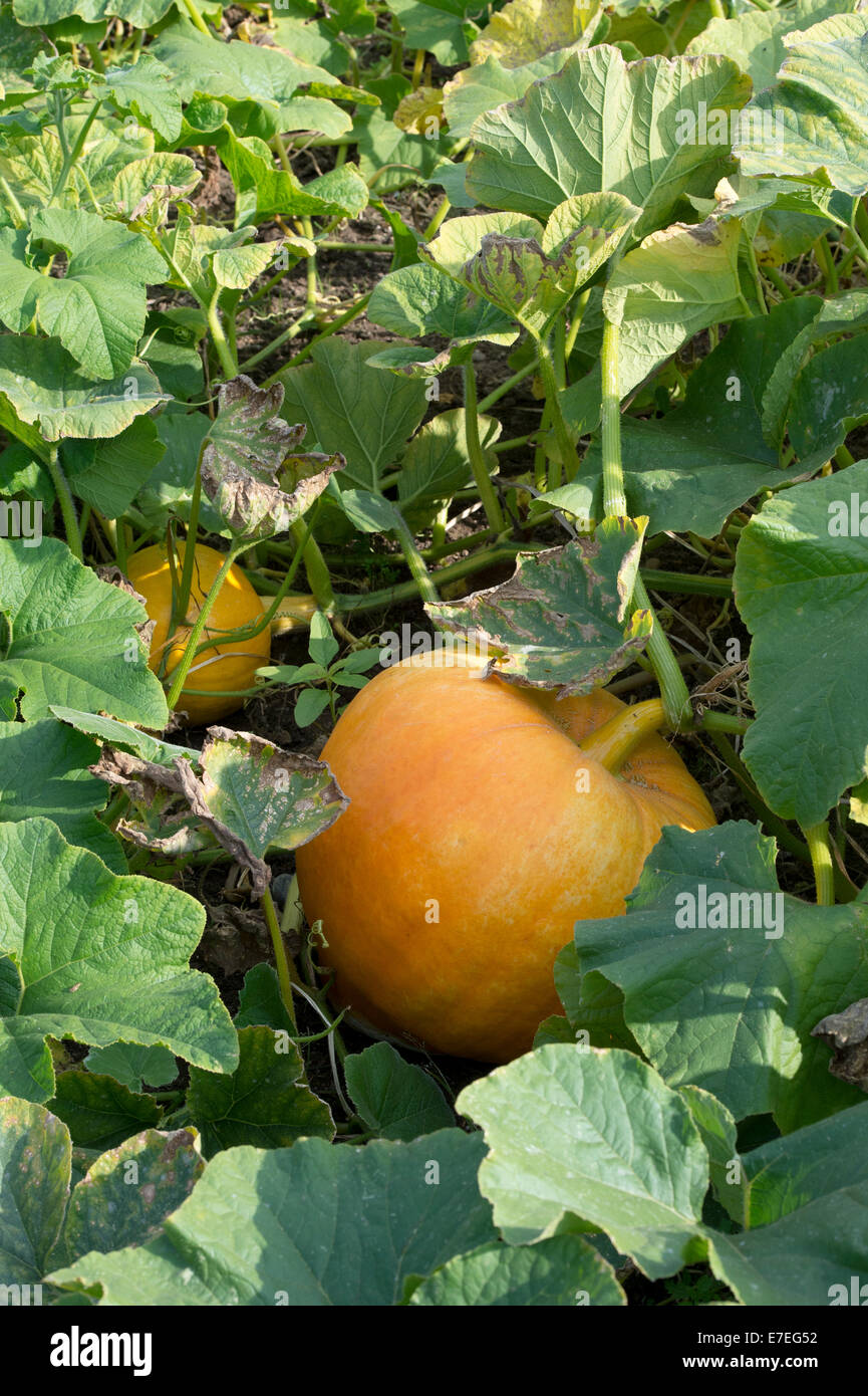 Cucurbita pepo botanical hi-res stock photography and images - Alamy