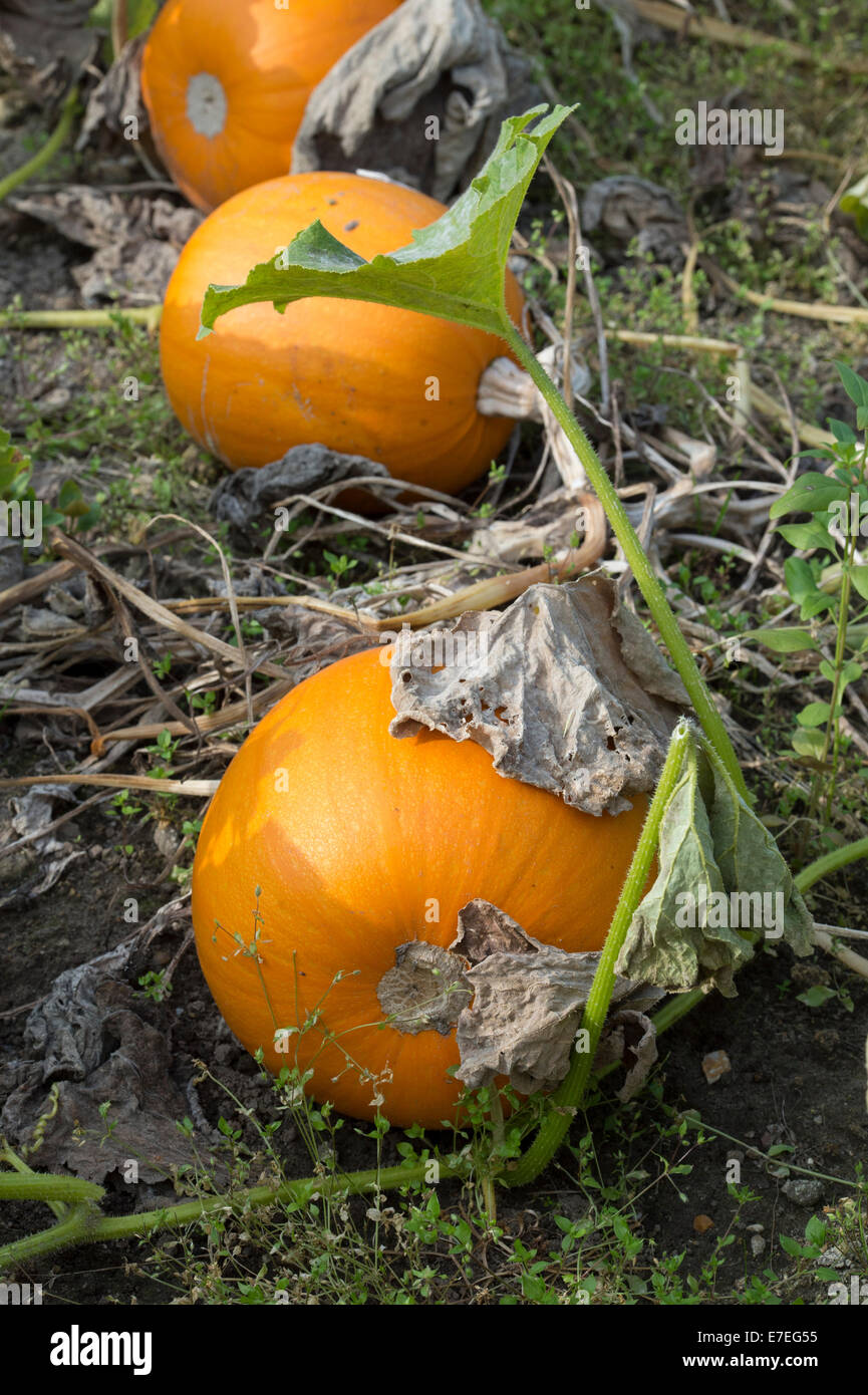 Cucurbita pepo. Pumpkins in a vegetable garden in England Stock Photo ...
