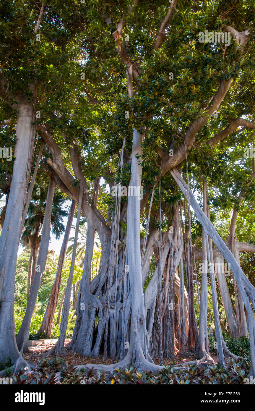 tall trees with big roots in the jungle Stock Photo - Alamy