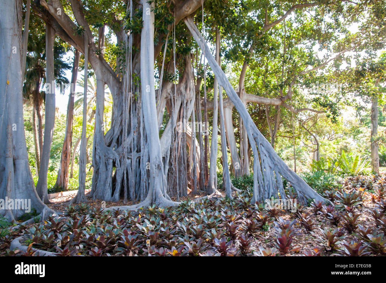 tall trees with big roots in the jungle Stock Photo - Alamy