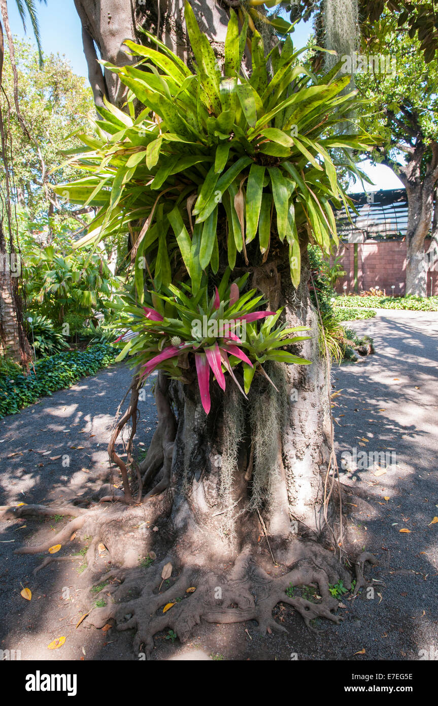 tall trees with big roots in the jungle Stock Photo - Alamy
