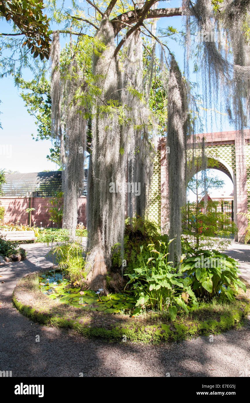 Tall trees big roots hi-res stock photography and images - Alamy