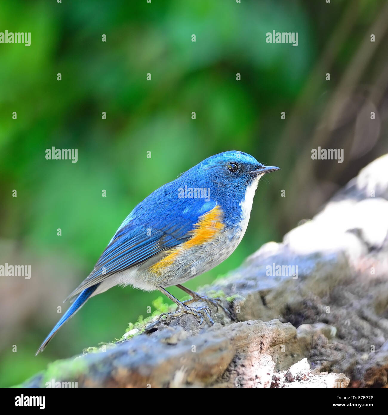 Beautiful blue bird, male Himalayan Bluetail (Tarsiger rufilatus ...