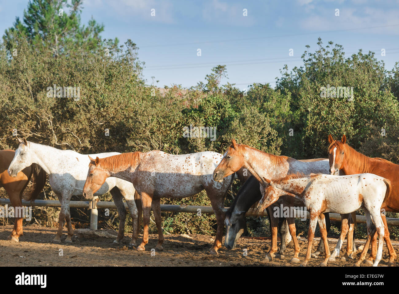 Ranch corral farm hi-res stock photography and images - Alamy