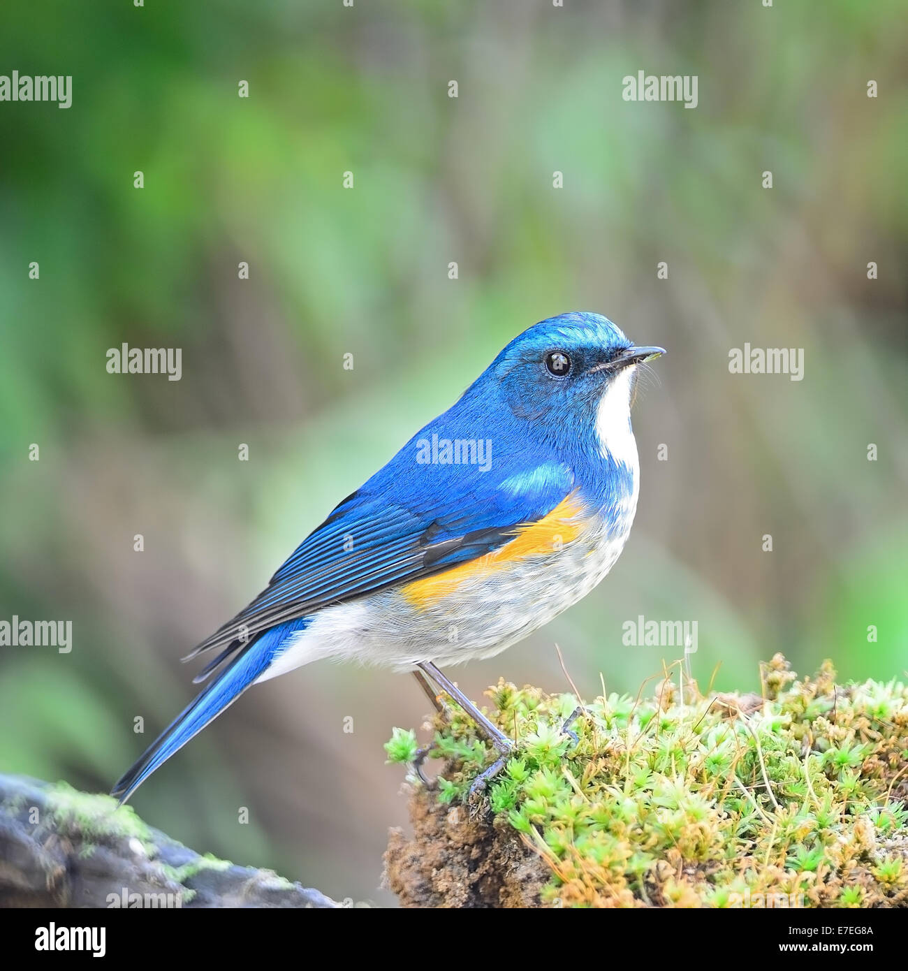 Beautiful blue bird, male Himalayan Bluetail (Tarsiger rufilatus ...