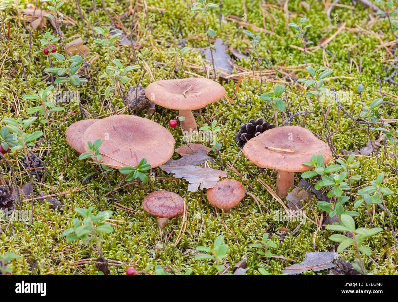 Rufous Milkcap mushrooms Stock Photo - Alamy