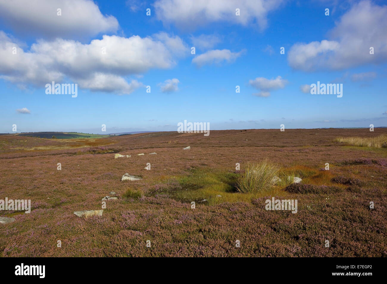 A windswept landscape of heather and rocks on the North York moors ...