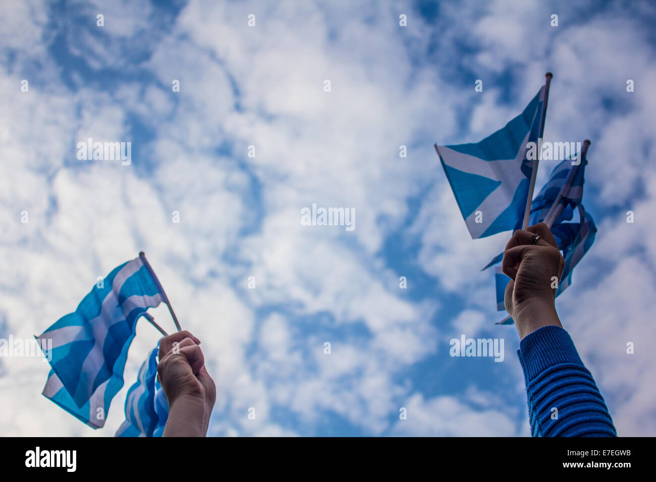 Hands waving Scottish Flags Stock Photo - Alamy