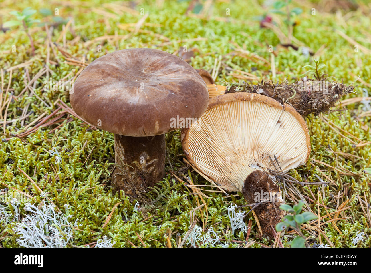 Velvet roll-rim mushroom Stock Photo - Alamy