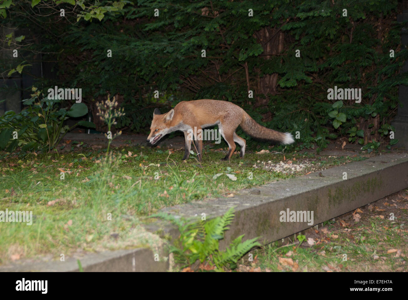 Angry Fox Animal Cemetery Berlin Germany Stock Photo - Alamy
