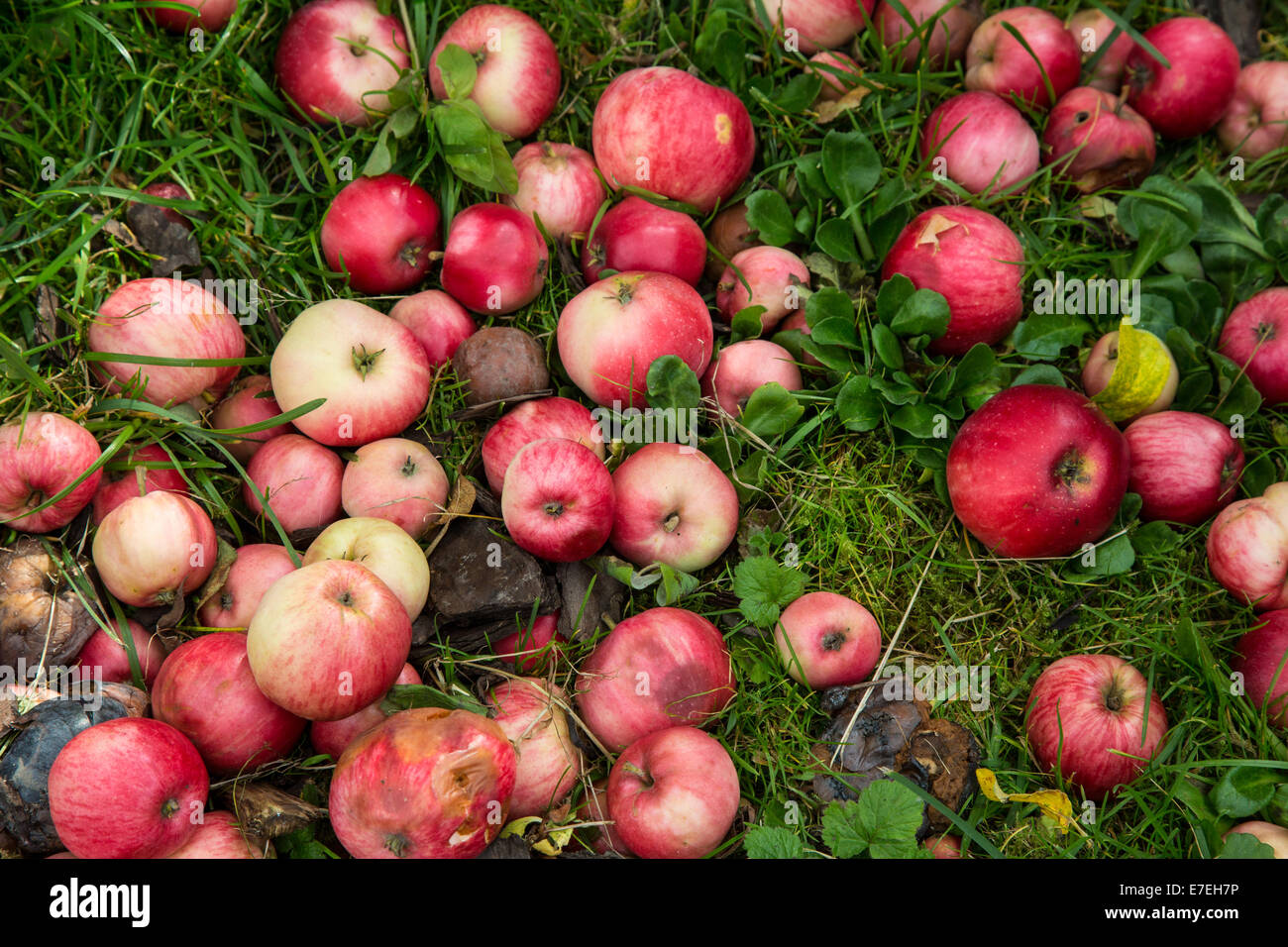 Fallen apples in a garden Stock Photo - Alamy