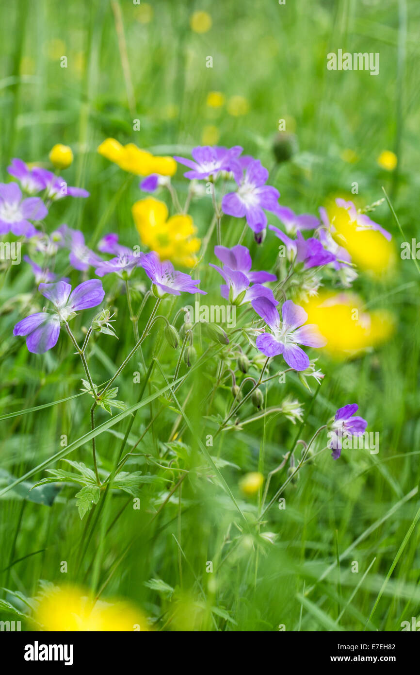 Colorful flowers i a summerfield Stock Photo - Alamy