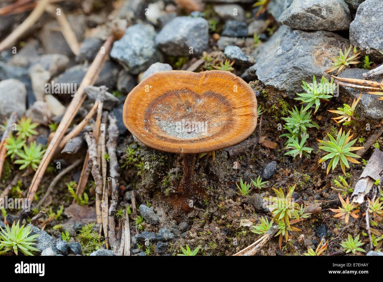 Coltricia perennis mushroom Stock Photo - Alamy