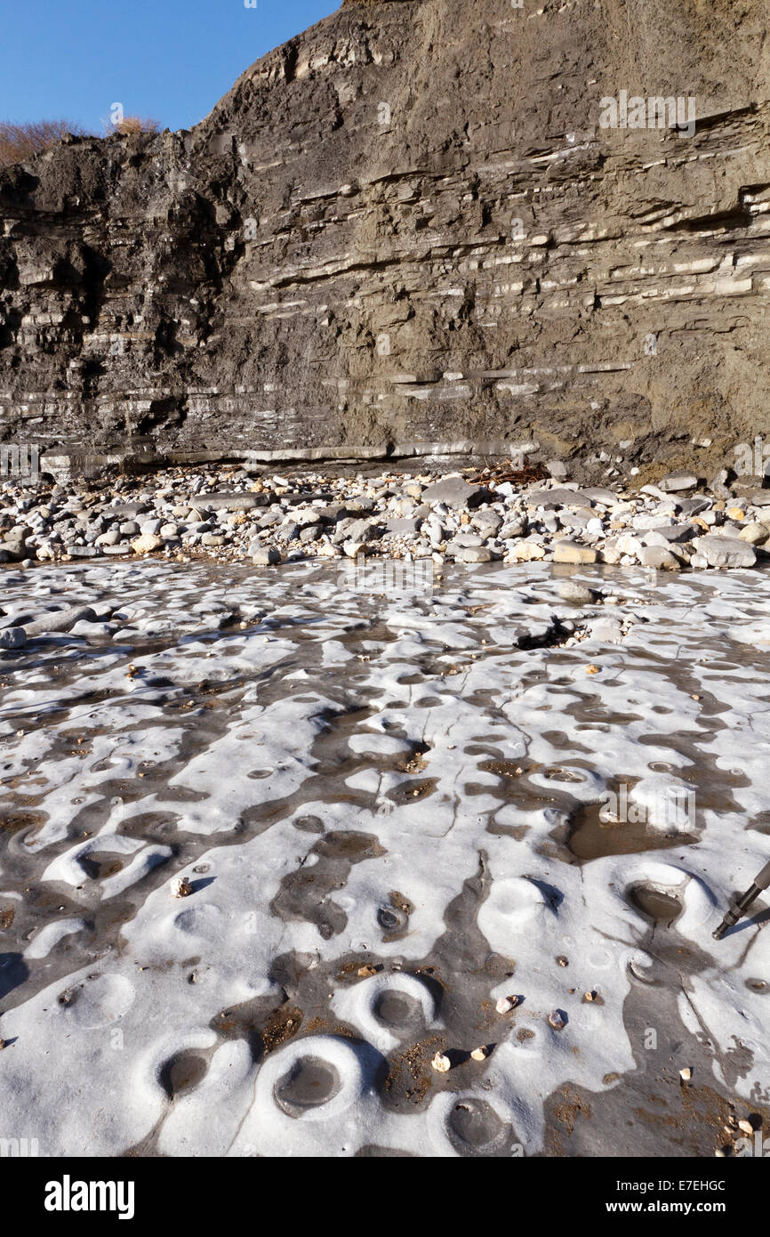 Ammonite fossils hi-res stock photography and images - Alamy